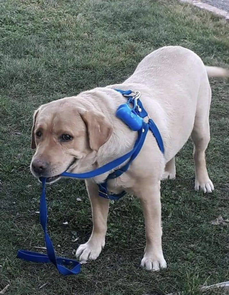 La familia de Zumo comparte recomendaciones para buscar a un animal ...