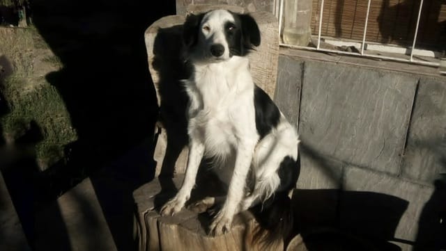 La historia de Zapi, sus perros rescatados y un carnero llamado ...