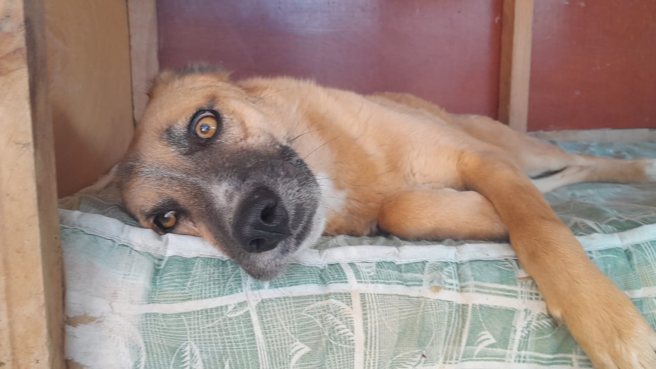 Zoonosis Gaiman invita a adoptar mascotas en el Día del Animal » El ...