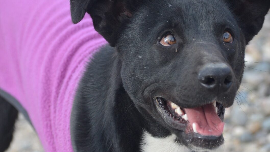 Zoonosis Gaiman invita a adoptar mascotas en el Día del Animal » El ...