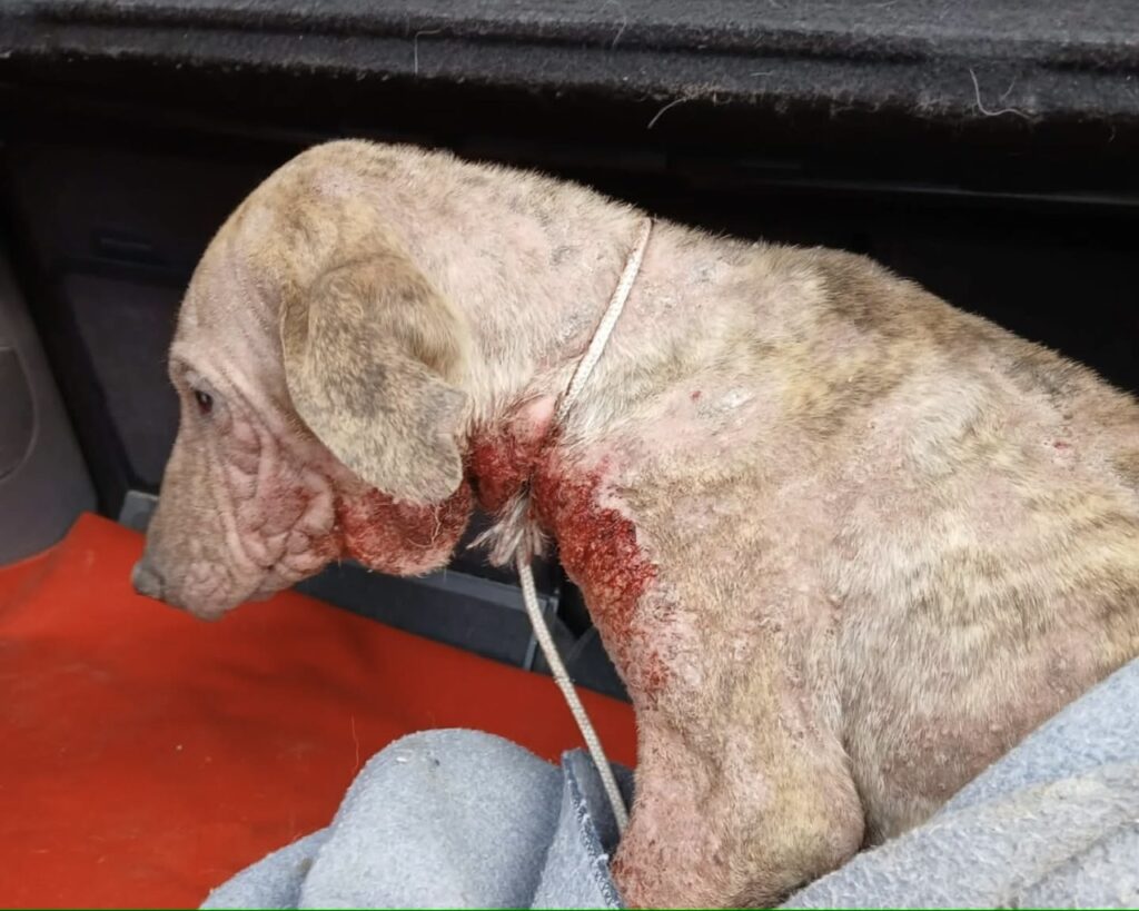 Nuevo caso de maltrato animal en Gaiman » El Valle Online